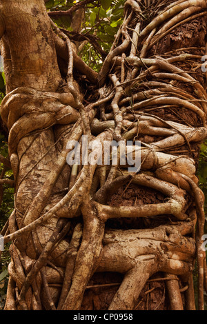 Aerial root of a strangler fig (Ficus sp.) twisted around host tree and ...