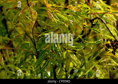 Leaves wet by rain Stock Photo - Alamy