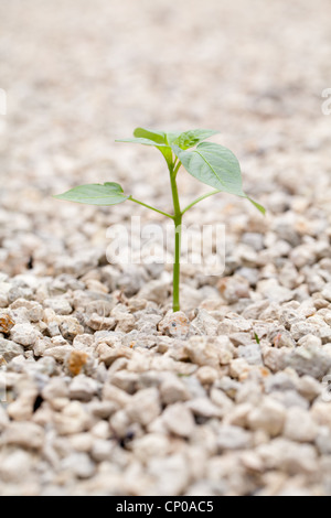 small sprout growing out of rocks Stock Photo - Alamy