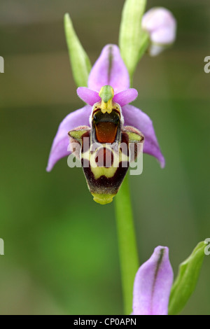 gadfly ophrys (Ophrys oestrifera, Ophrys cornuta), blooming, Greece ...