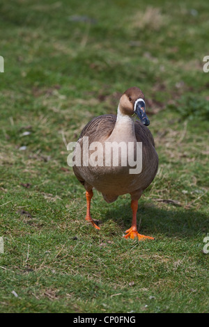 Swan Goose (Anser cygnoides). Wild ancestor of domesticated Chinese and ...