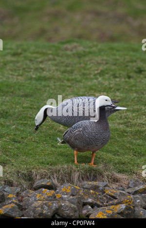 Emperor Geese (Anser canagicus). Pair. Gander and Goose, male and ...