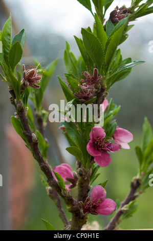 close-up of pink nectarine tree blossoms outdoor in beautiful backyard ...