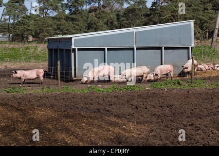 Free range Pig unit with housing for sows and paddocks made from ...