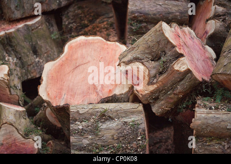 Yew (Taxus baccata). Logs, cross-sections of trunk of a recently felled ...
