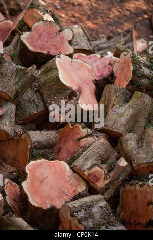 Yew (Taxus baccata). Cross sections of a trunk on a recently felled ...