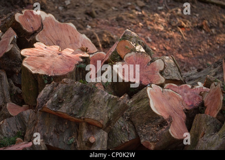 Tree cross sections Stock Photo - Alamy