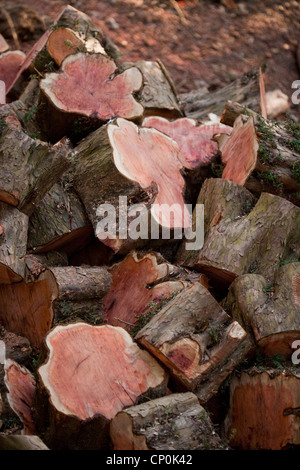 Yew (Taxus baccata). Logs, cross-sections of trunk of a recently felled ...