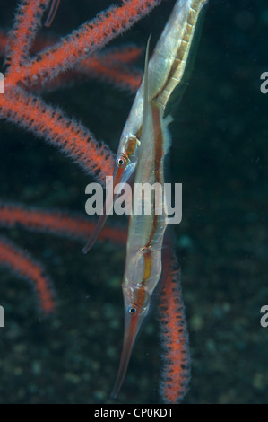 Razor Fish, Razorfish, Shrimpfish Stock Photo - Alamy