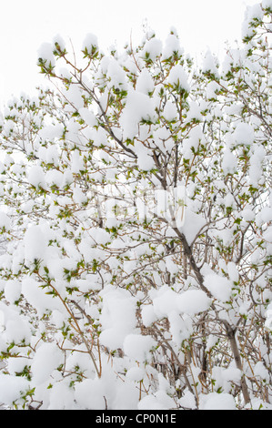Snow covers the green leaves of a lilac bush (Syringa vulgaris), from a ...