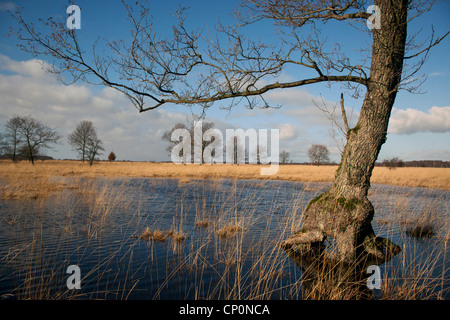 Holmegaard High Moor. Zealand, Denmark Stock Photo - Alamy