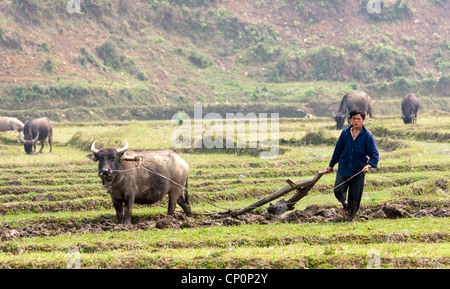 Vietnamese farmer and oxen ploughing a rice field Mekong Delta Vietnam ...
