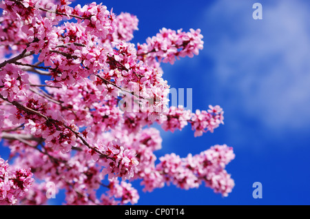 background of spring pink cherry blossoms tree. selective focus Stock ...
