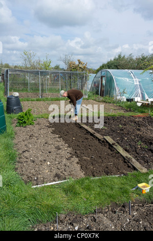 A poly tunnel on an allotment Stock Photo - Alamy