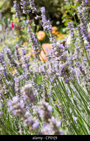 Bee collecting pollen from a lavender flower Stock Photo - Alamy