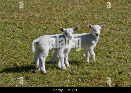 newborn lamb new born with fresh umbilical cord umbilicus bleeding ...