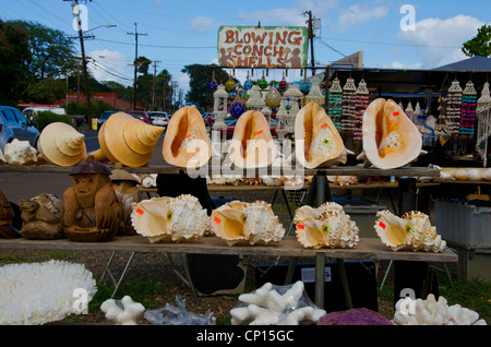 Blowing Conch Shells for sale at roadside stand at Haleiwa, Hawaii on ...