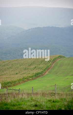 Corn crop on rolling hillside of Virginia Stock Photo - Alamy