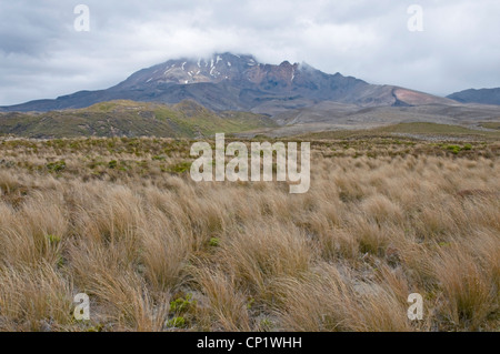 Chionochloa rubra, red tussock grass, a New Zealand endemic plant ...