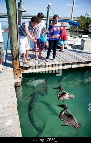 Tourists feeding the Tarpon at Robbies Marina in Islamorada in the ...