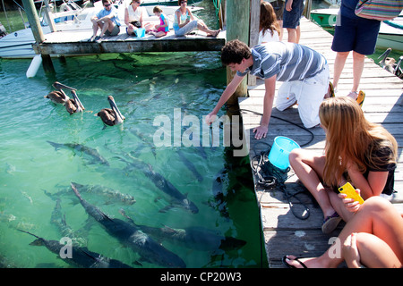 Tourists feeding the Tarpon at Robbies Marina in Islamorada in the ...