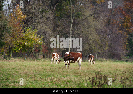 MIXED BREED CATTLE IN FALL PASTURE Stock Photo - Alamy