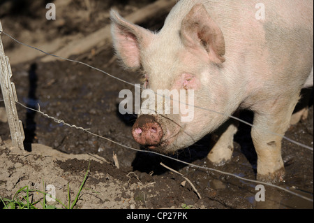 PIG ROOTING IN DIRT Stock Photo - Alamy