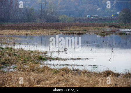 MAN-MADE WETLAND WITH WADING BIRD, PENNSYLVANIA Stock Photo - Alamy