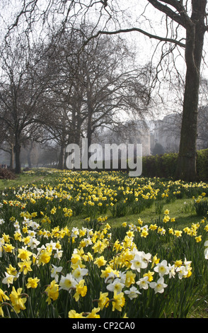Daffodils bloom in a park in London, Tuesday, March 9, 2021. (AP Photo ...