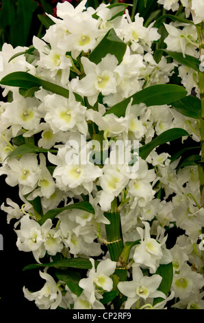 Dendrobium Spring Dream Stock Photo - Alamy