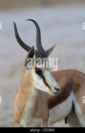 Portrait of a springbok ram Kgalagadi Transfrontier Park Northern Cape ...