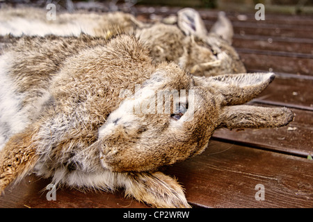 animal rabbit bunny bunnies dead body corpse infected cadaver dead body ...