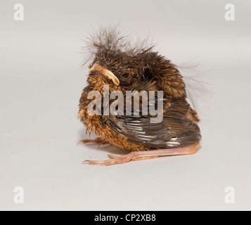 European Robin (Erithacus rubecula) Sitting on a Branch Stock Photo - Alamy
