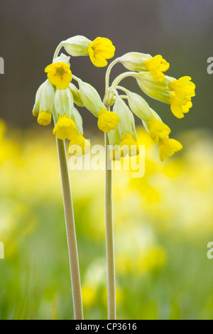 A field full of yellow Cowslip flowers, Primula veris, in ...