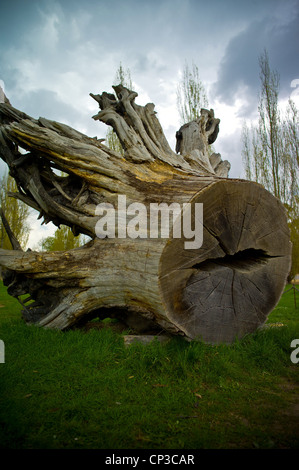 Remarkable trees of the park of Versailles. Strain of the oak of Marie ...