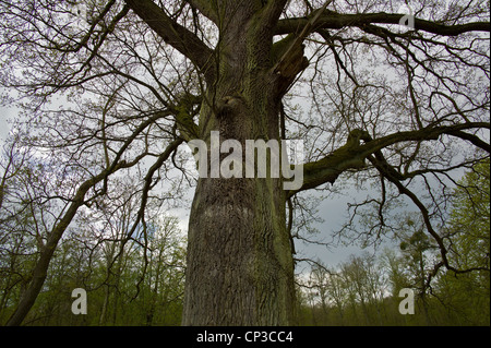 Remarkable trees of the park of Versailles. Spirit of Spring. , A ...