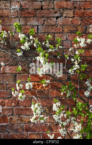 Fruit trees growing against a wall on a wire cordon in a large garden ...