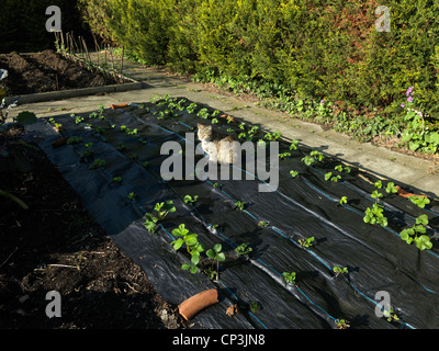 Strawberry Patch Strawberries Growing through a Strawberry Mat Stock ...