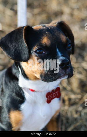 Brown and white beagle and Boston terrier mixed breed dog on white ...
