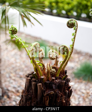 Tasmanian Tree Fern Stock Photo - Alamy