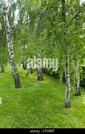 Birch trees in the spring park, Russia, Rerm region Stock Photo - Alamy