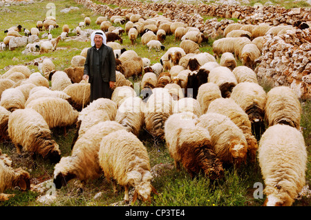 Sheep rearing in Syria Stock Photo - Alamy