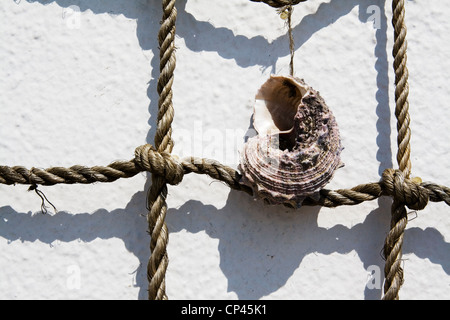 shell hanging on rope against white wall Stock Photo - Alamy