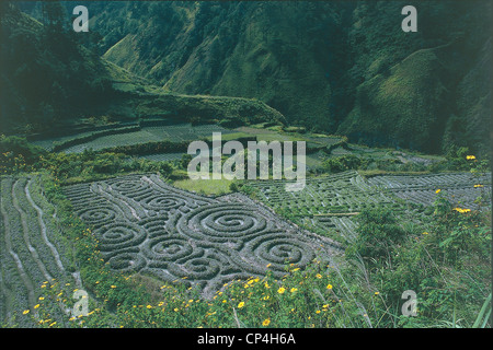 Philippines - Luzon Island - Around Bontoc. Crops Stock Photo - Alamy
