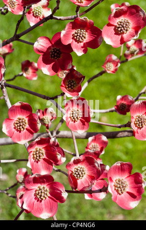 Pink Dogwood Flowers in Full Bloom Stock Photo - Alamy