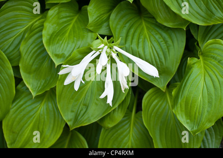 White flowers of fragrant Hosta, August Lily, Hosta plantaginea ...
