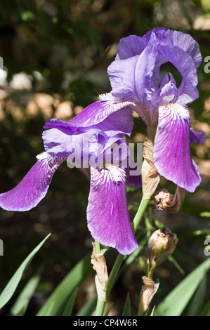 two blue iris Stock Photo - Alamy