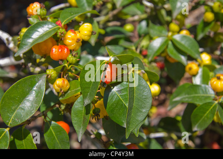 Brazilian cherry tree with fruit, CATIE, Turrialba, Costa Rica Stock ...