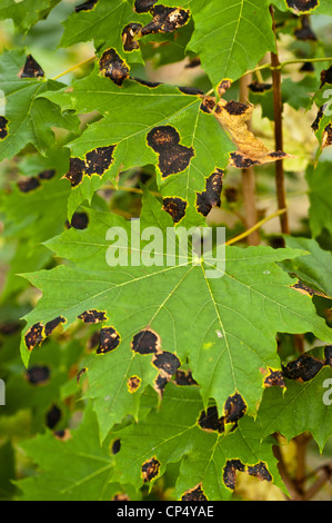 Spots on maple leaves caused by a fungal infection Stock Photo - Alamy
