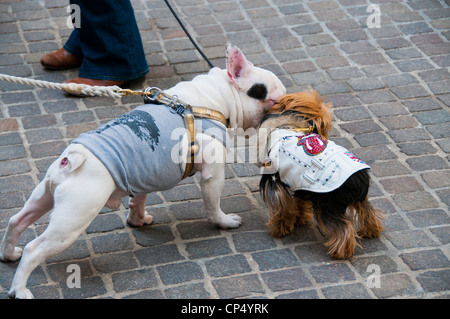 two dogs sniffing at each other Stock Photo - Alamy